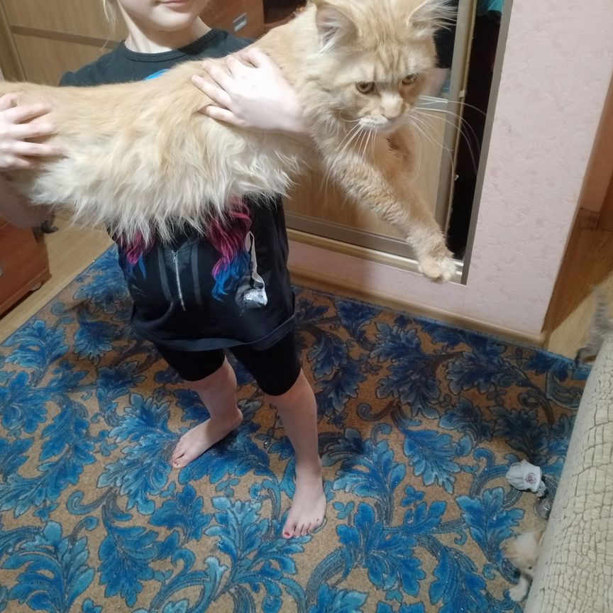 Котята мейн-кун