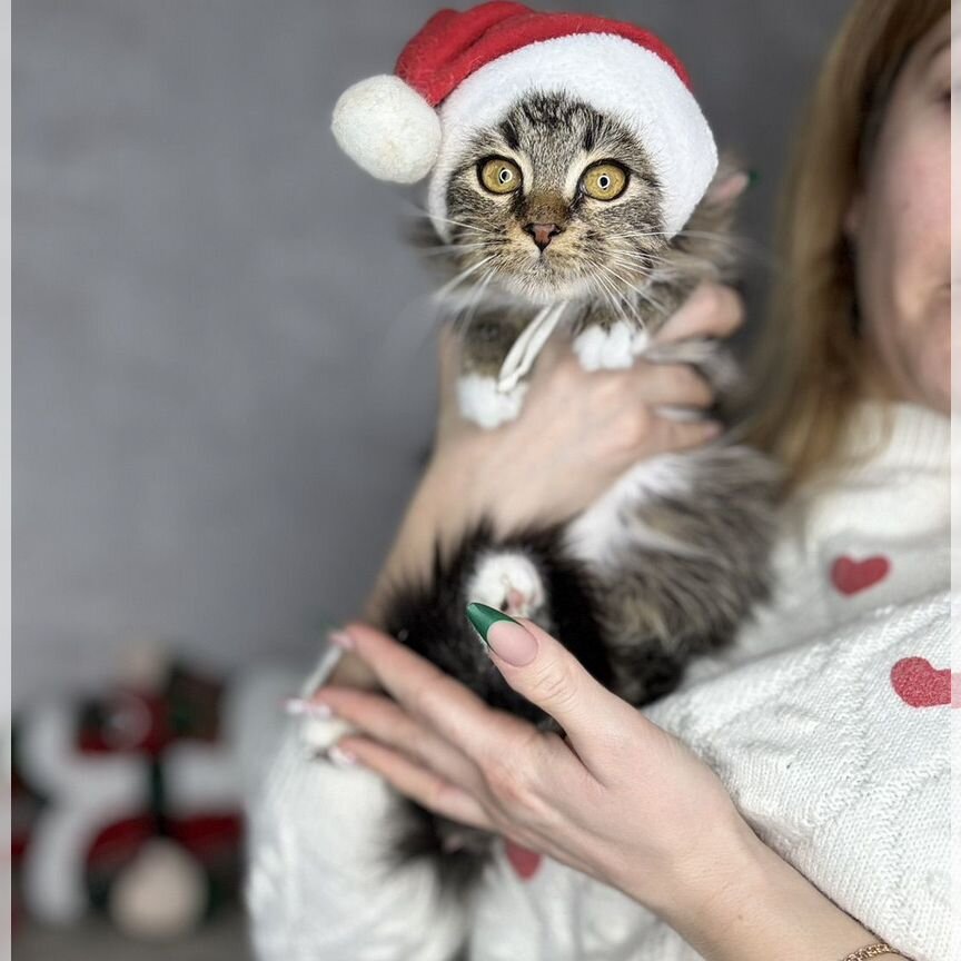 Сибирский котёнок