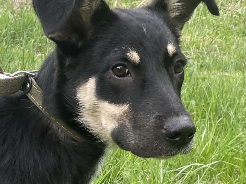 Молодая сучка 5-6 месяцев на охрану или для души