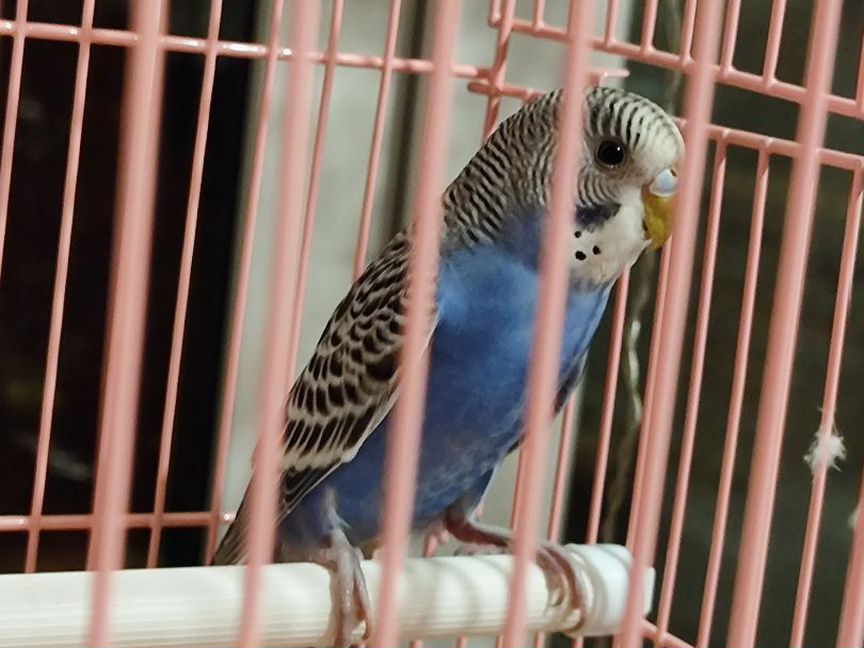 Волнистый попугай с клеткой