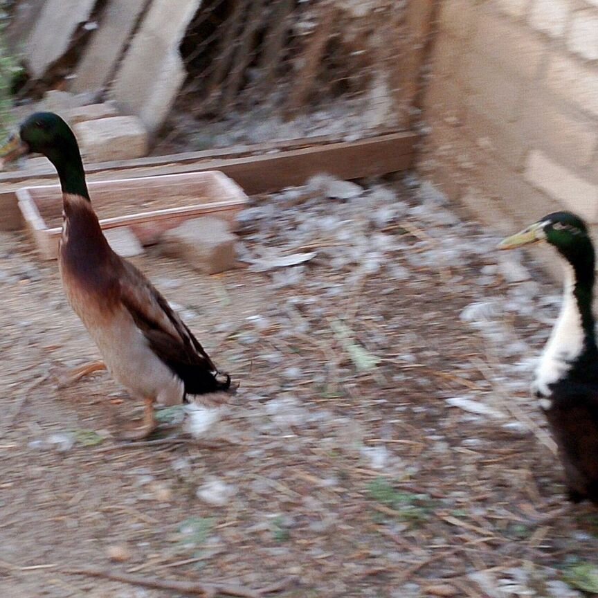 Петухи и утаки индийский бегунок