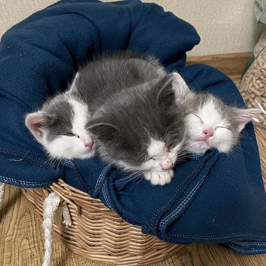 Котята в добрые руки