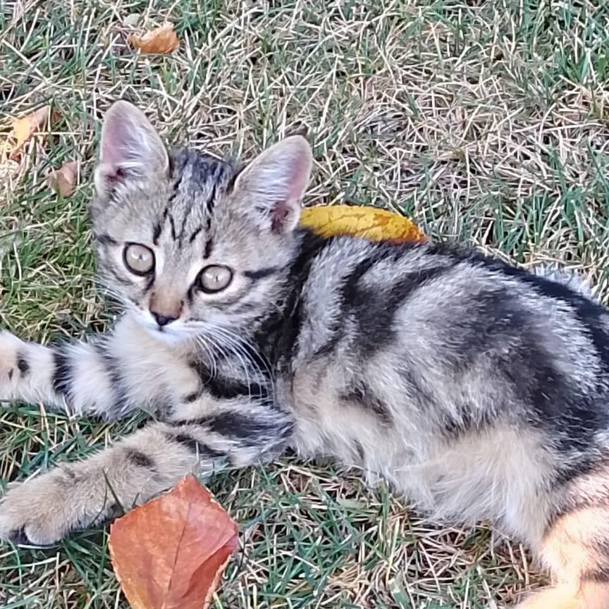 Котенок в добрые руки