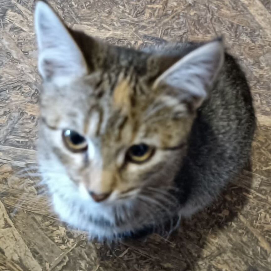 Отдам в дар котенка