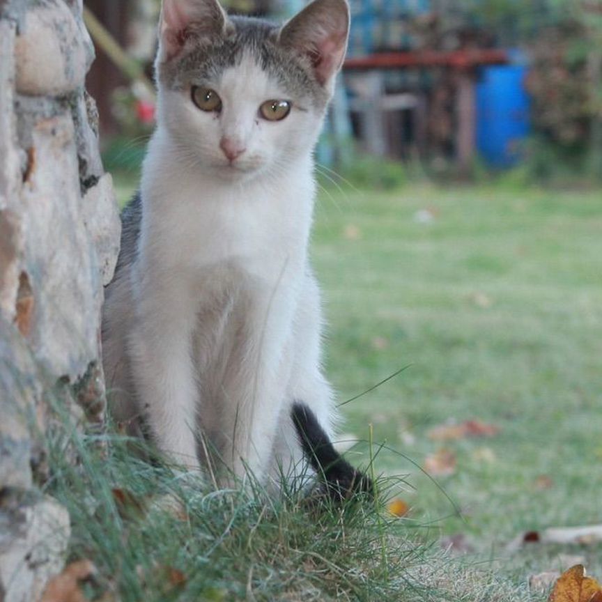 Котенок ищет дом