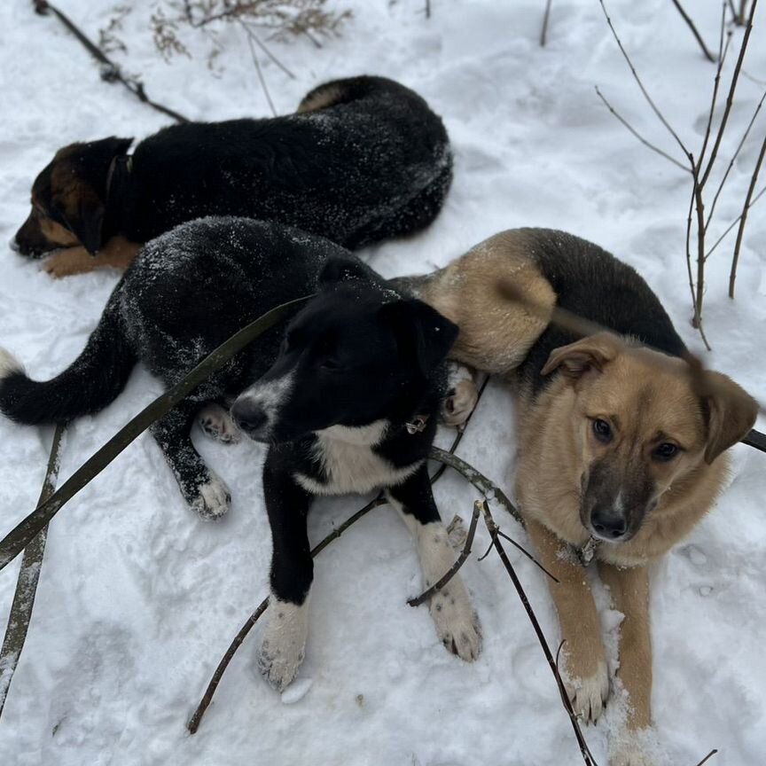 Щенки 5,5 мес в дар с доставкой