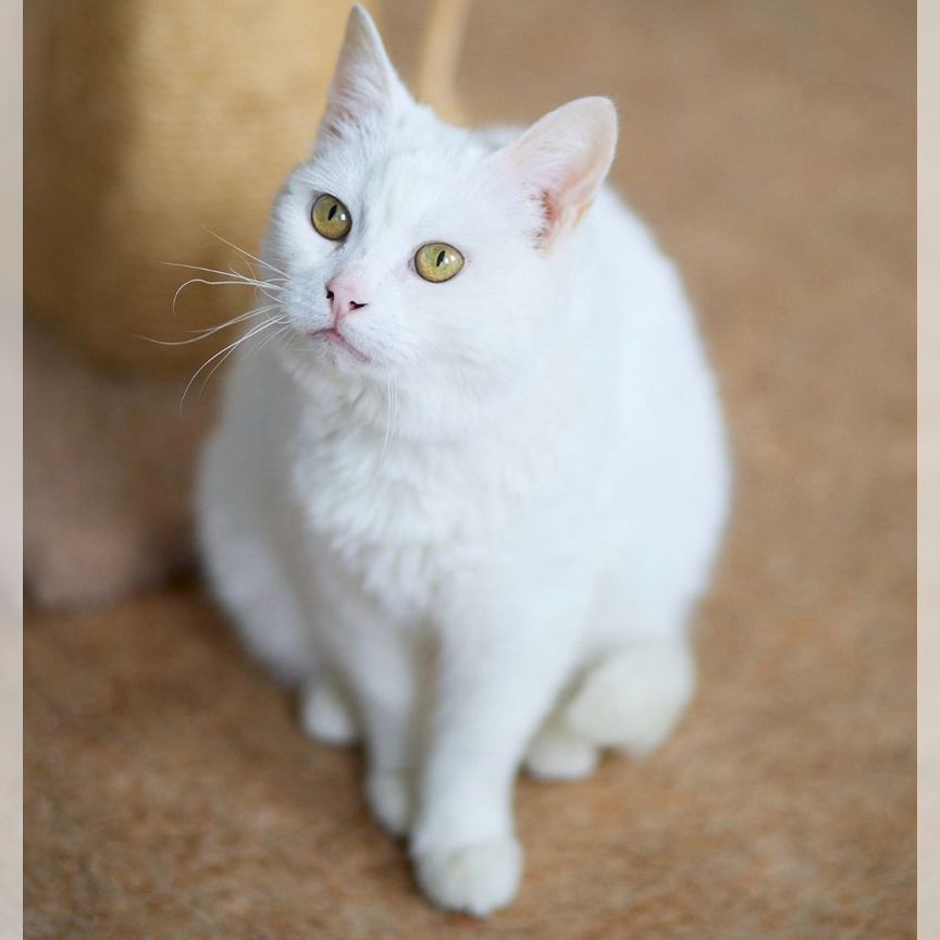 Взрослая, кошка в добрые руки