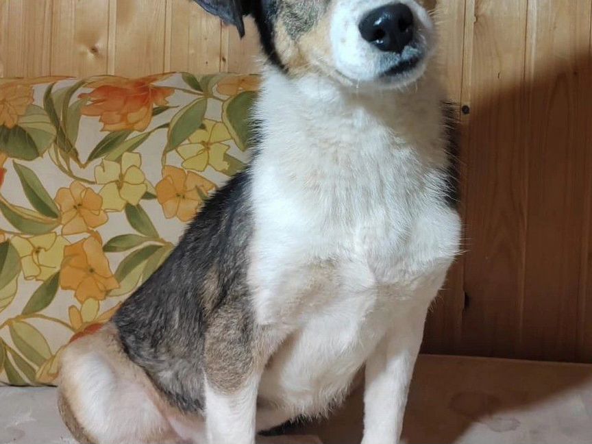 Собачка мини 10кг в дар, ищет семью