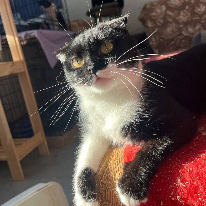 Кошка в добрые руки