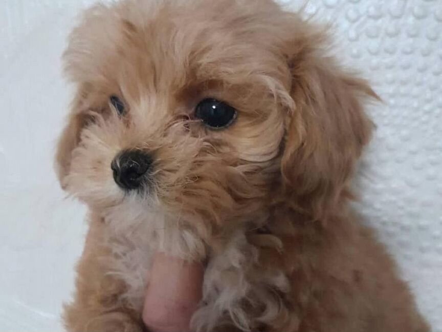 Правильная девочка мальтипа Ф1