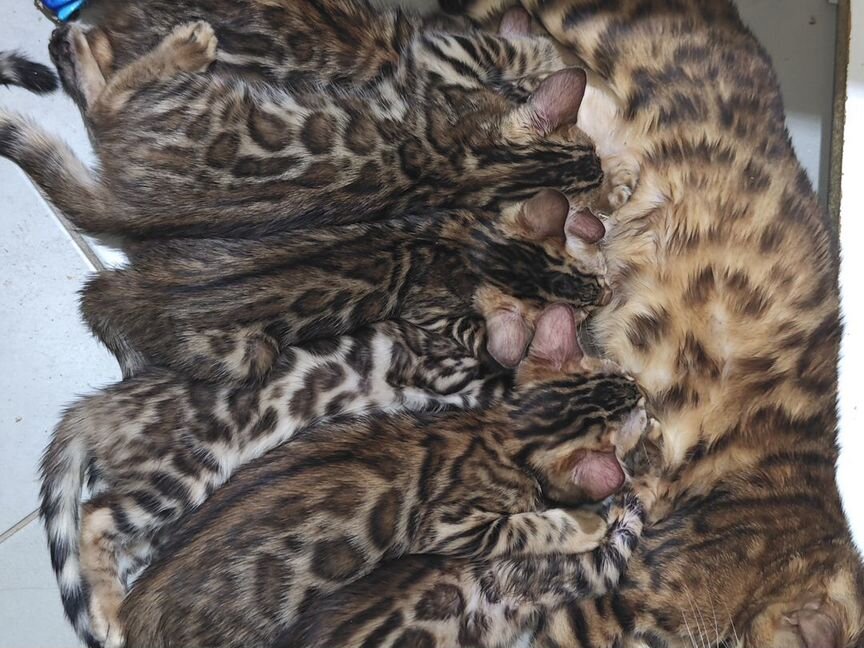 Бенгальские котята