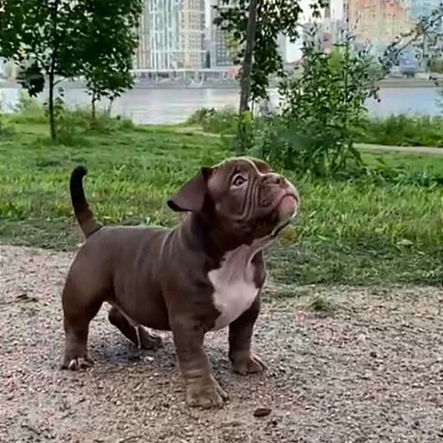 Щенки американского булли