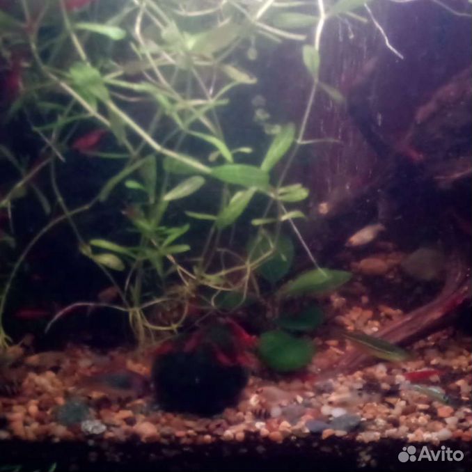 Молинезии, креветки, улитки хелена