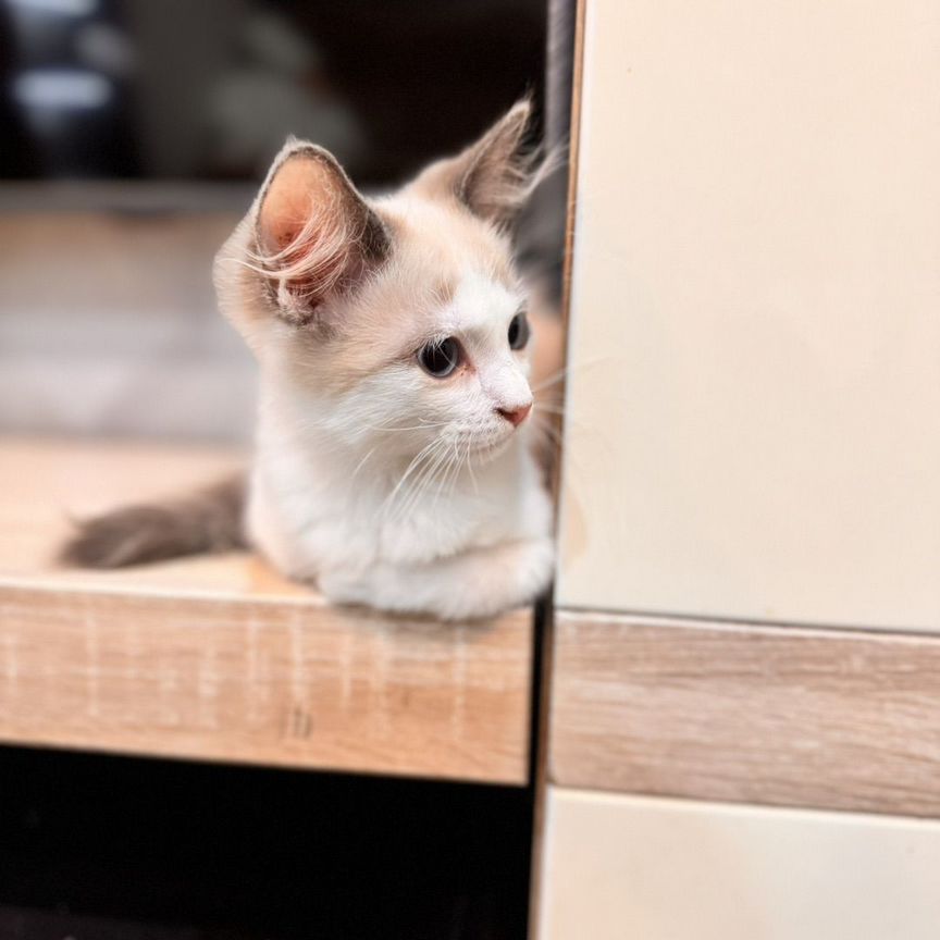Котята рэгдолл