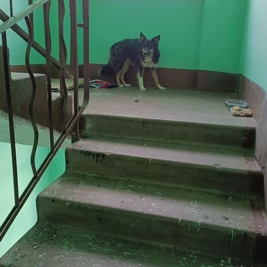 Взрослая собака в добрые руки