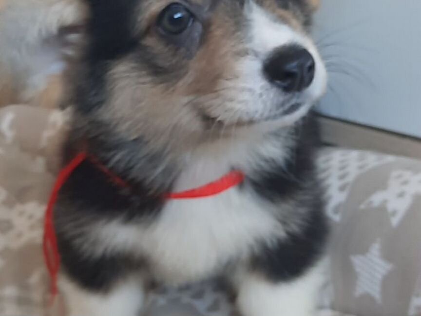 Вельштерьер