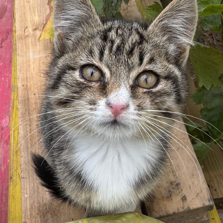 2 котика