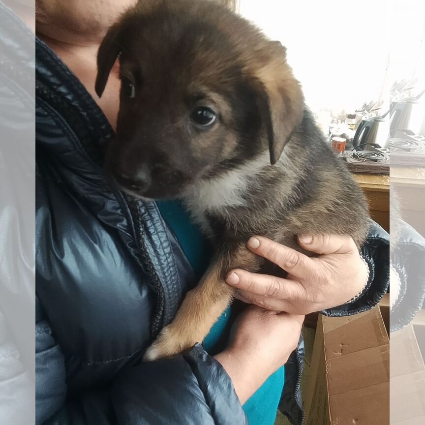 Щенок от частного владельца