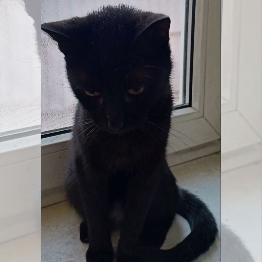 Чёрная кошка 1.5 года