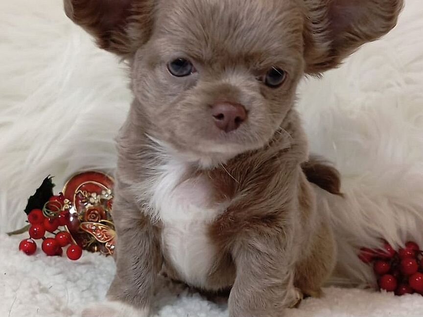 Щенки чихуахуа