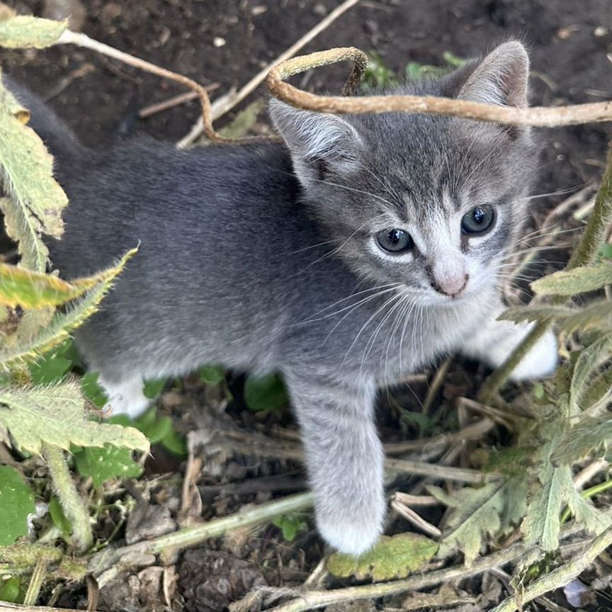 Котята бесплатно в добрые руки
