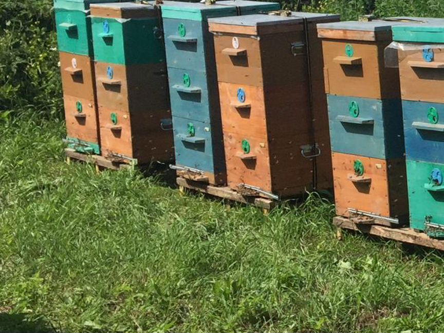 Ульи для пчел