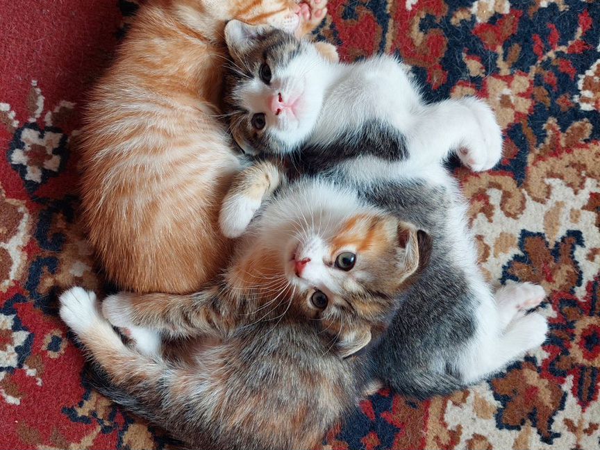 Котята в добрые руки бесплатно