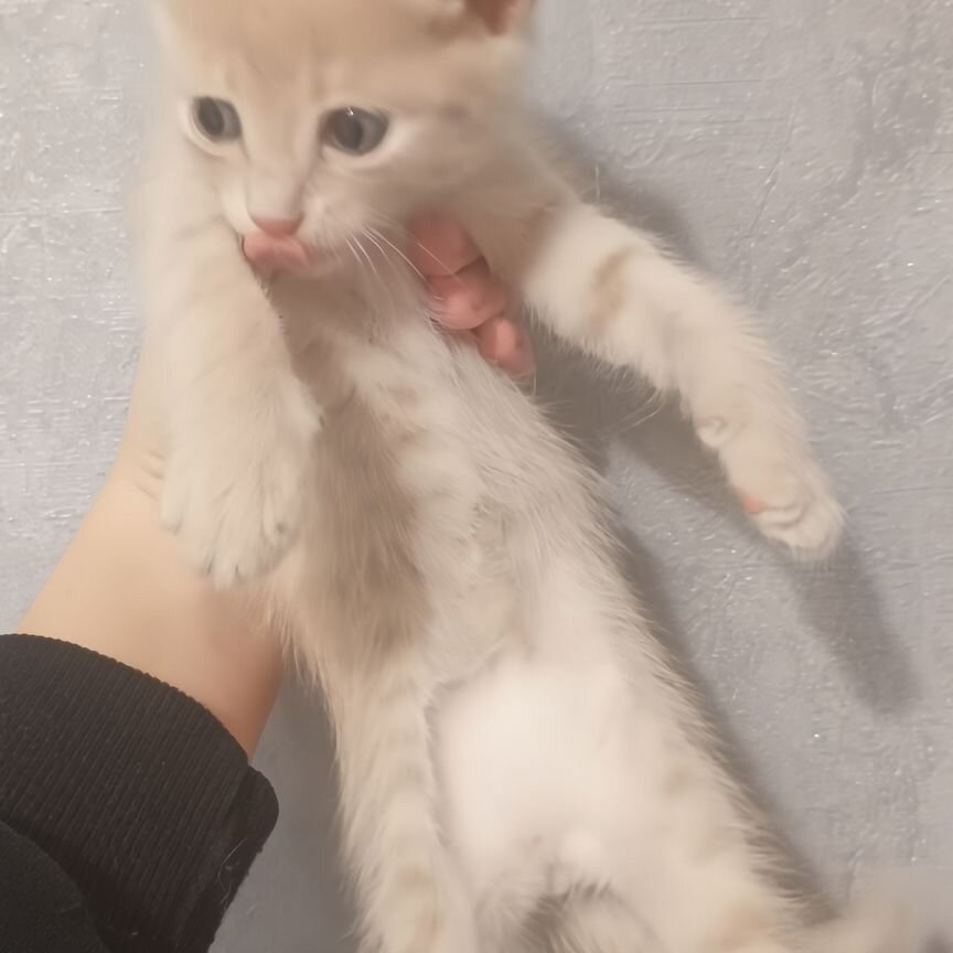 Мейн-кун котёнок