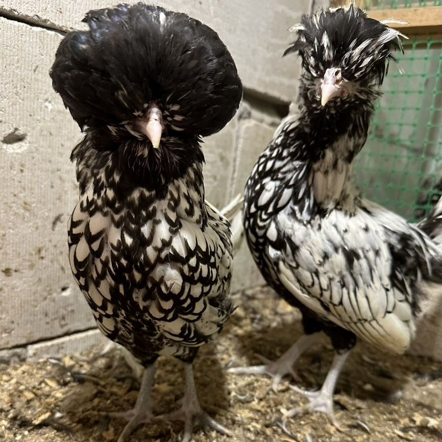 Курицы Падуаны серебро