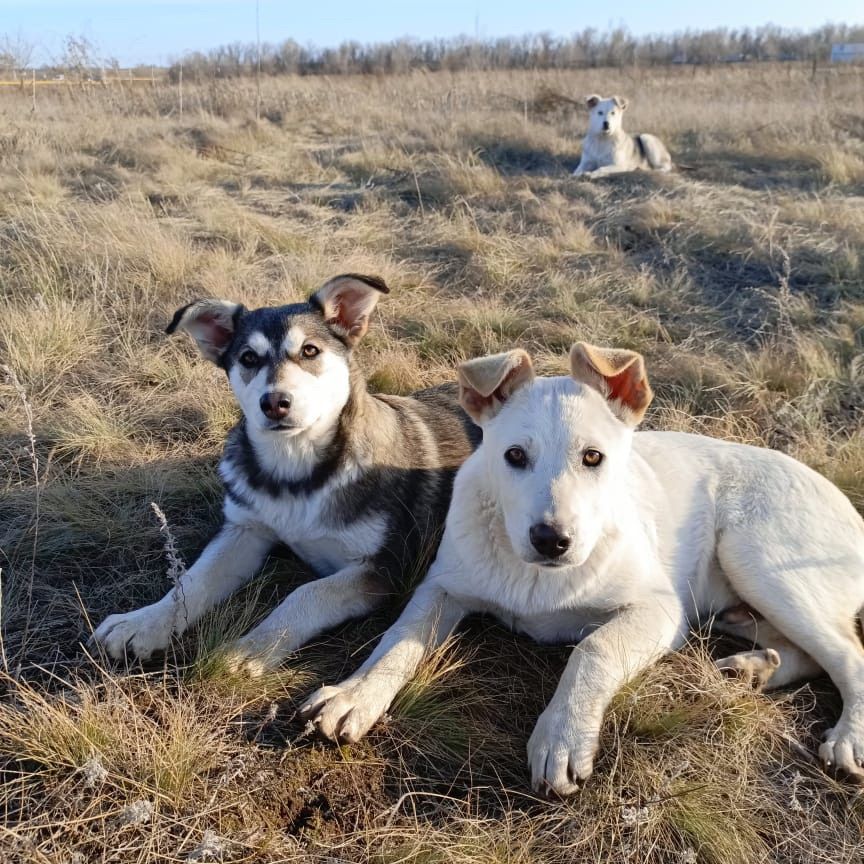 Щенки 4 месяца, белый мальчи, коричневая девочка