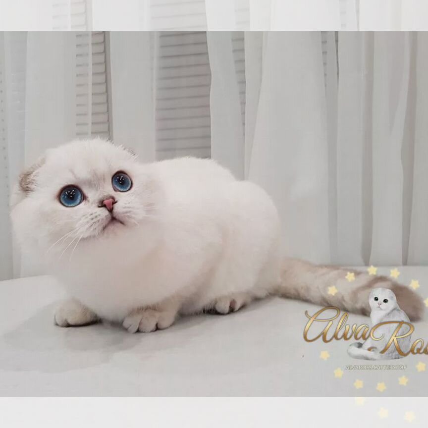 Британская серебристая шиншилла мальчик