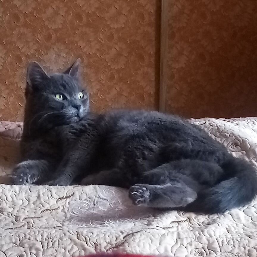 Британская короткошёрстная, взрослая кошка