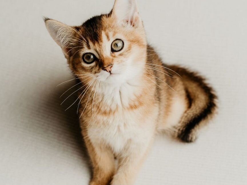 Сомалийский котенок