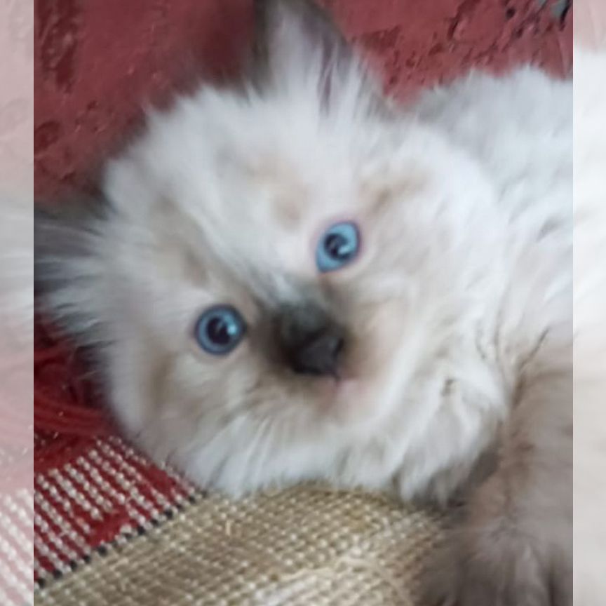 Котята невские маскарадные