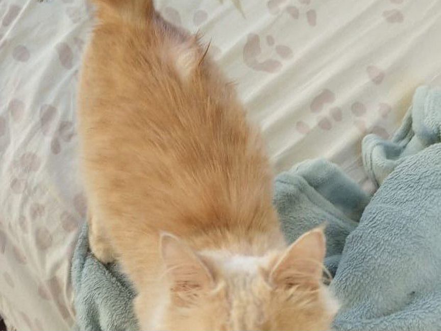 Ласковая красотка