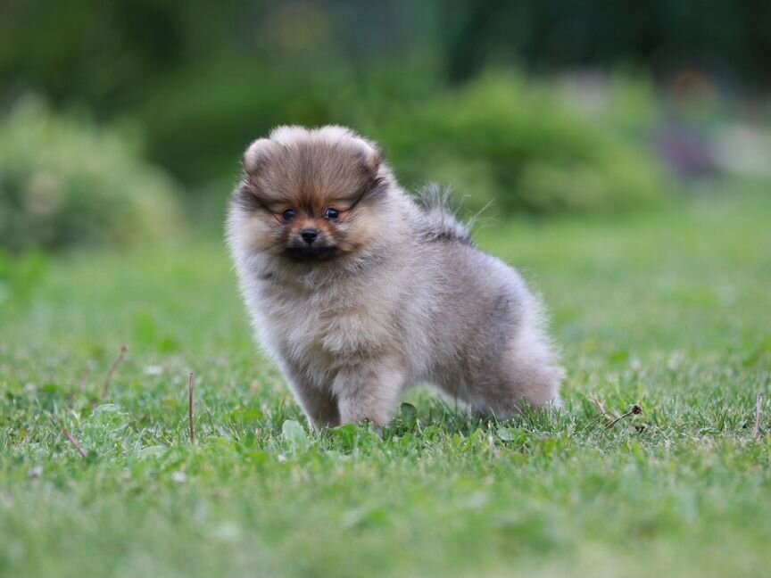 Померанский шпиц щенок