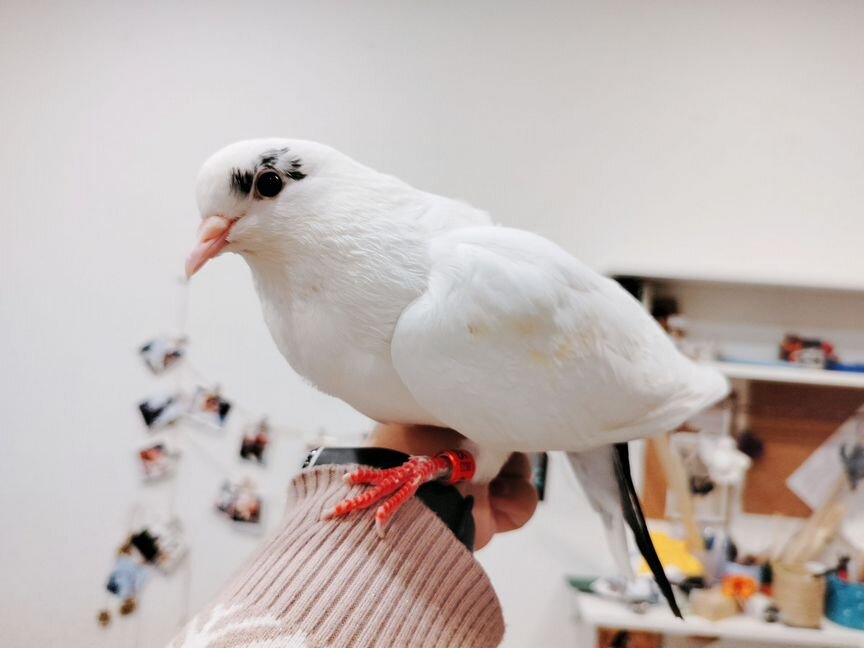 Голуби бакинские 2 самца