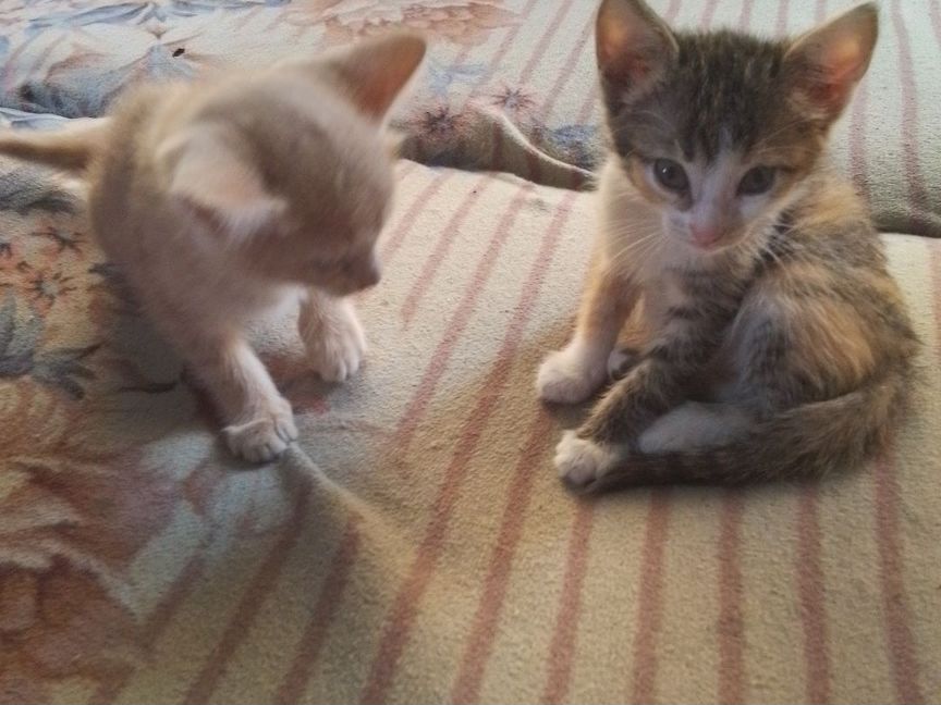 Котята