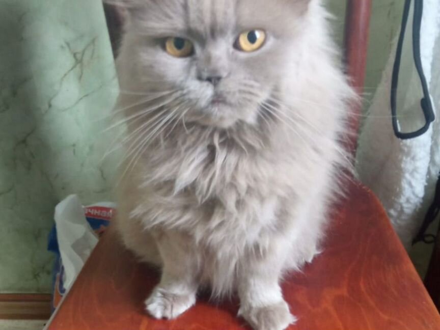 Умер прежний хозяин. Кошка. Поиск нового дома