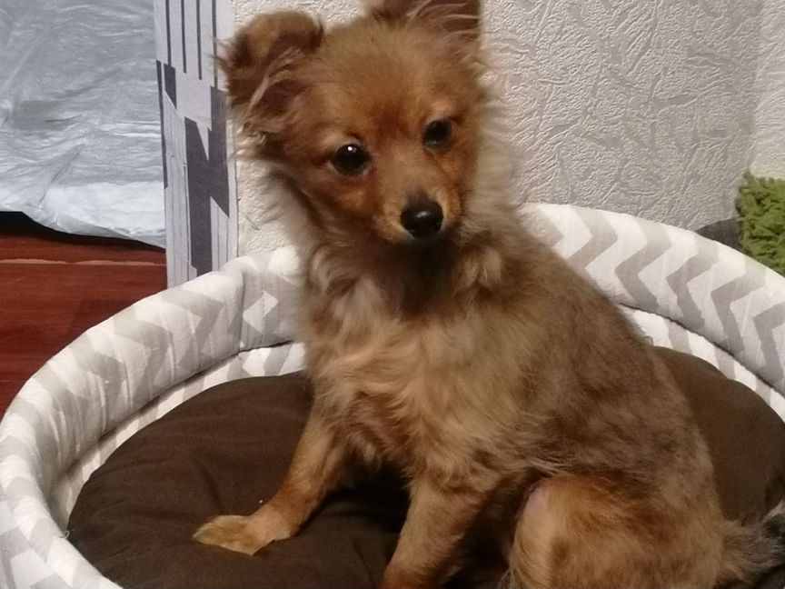 Собака маленькой породы