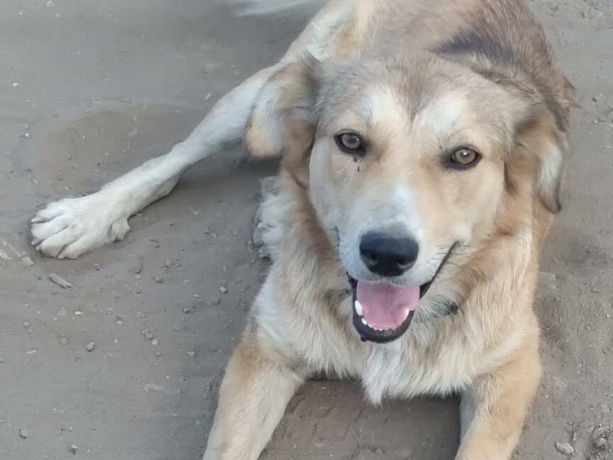 Собака Леся в хорошие руки бесплатно