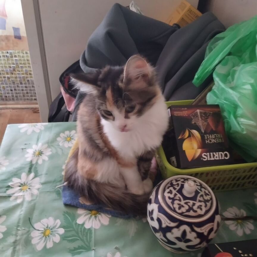 Пушистый котенок девочка