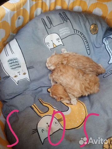 Срочно нужна помощь котятам