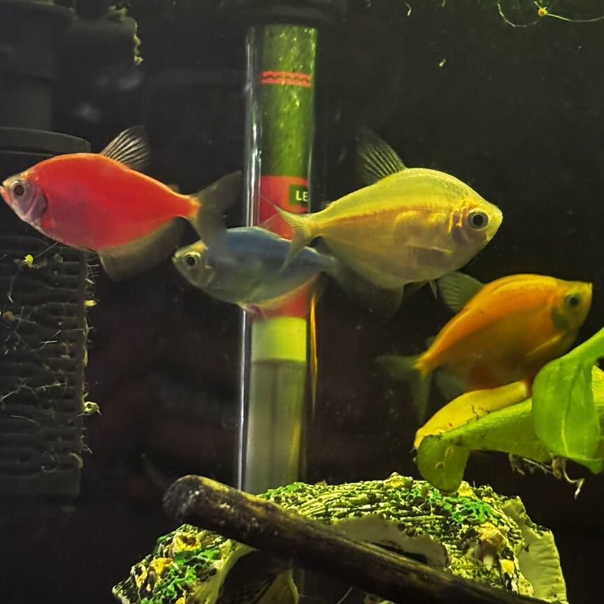 Аквариумные рыбки тернеции