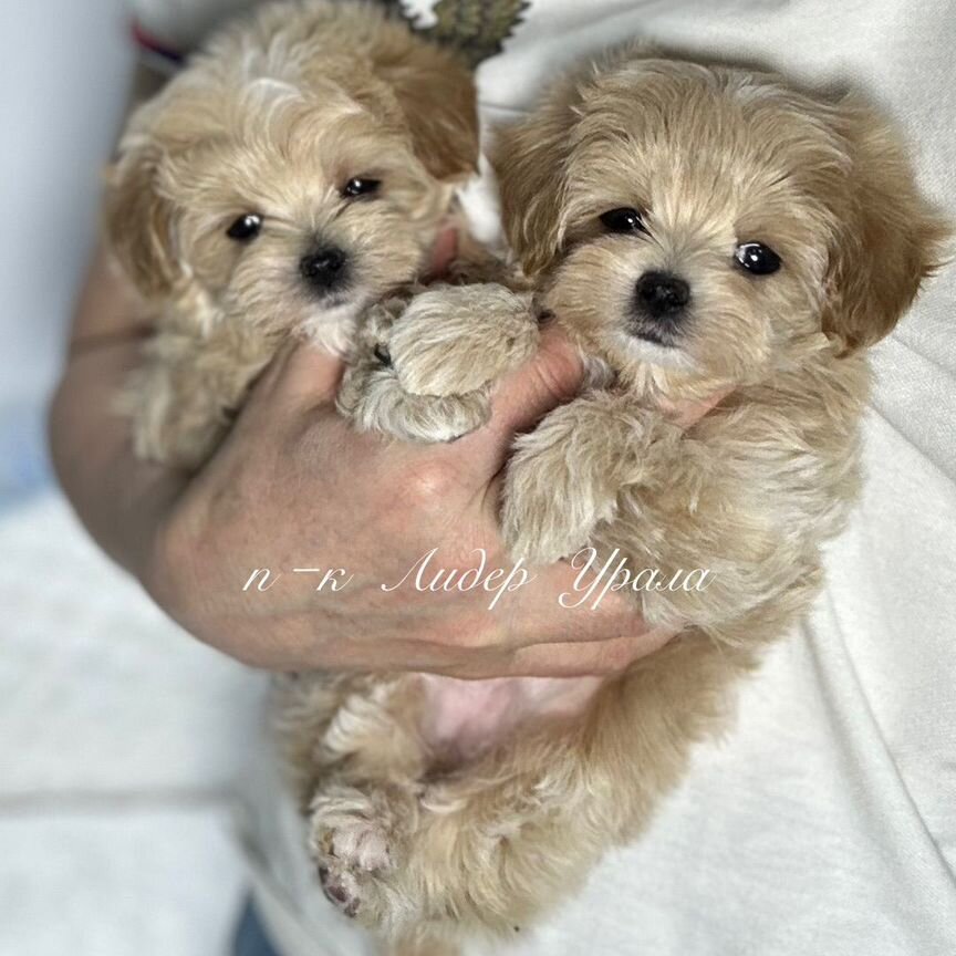 Мальтипу микро/мини бебифейс