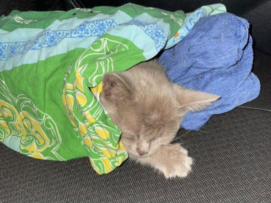 Котенок в добрые руки приведём сами