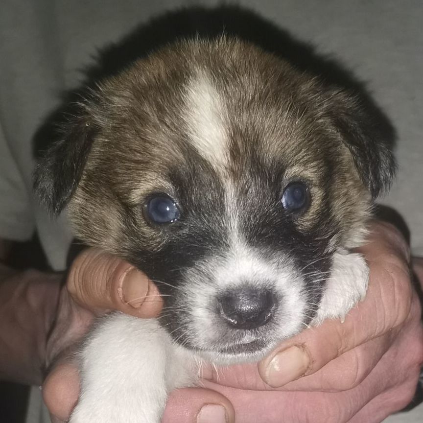 Йоркширский терьер, щенок