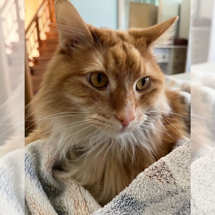 Взрослый кот в добрые руки