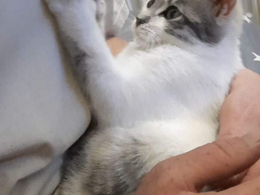 Котёнок в хорошие руки