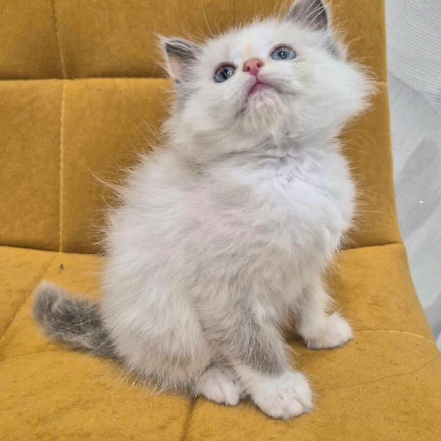 Рэгдолл котёнок